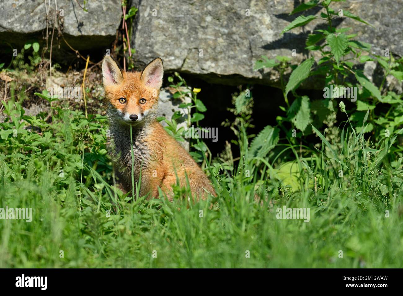 Young red fox (Vulpes vulpes), sitting in front of its hell, captive, Switzerland, Europe Stock ...
