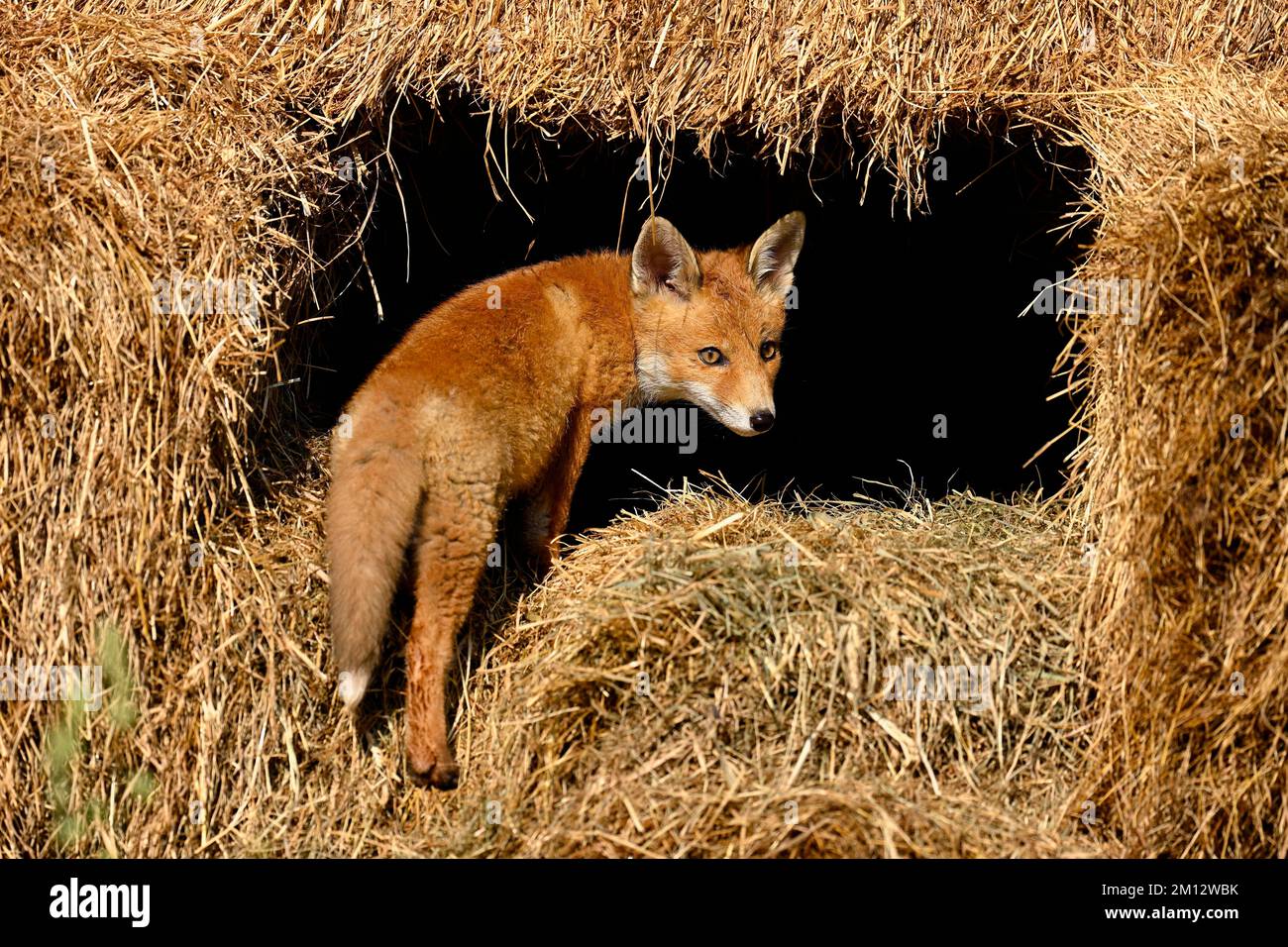 Young red fox (Vulpes vulpes), standing on piles of straw, captive, Switzerland, Europe Stock ...