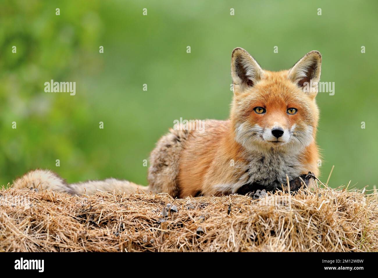 Red fox (Vulpes vulpes), fawn sitting on pile of straw, captive, Switzerland, Europe Stock Photo ...