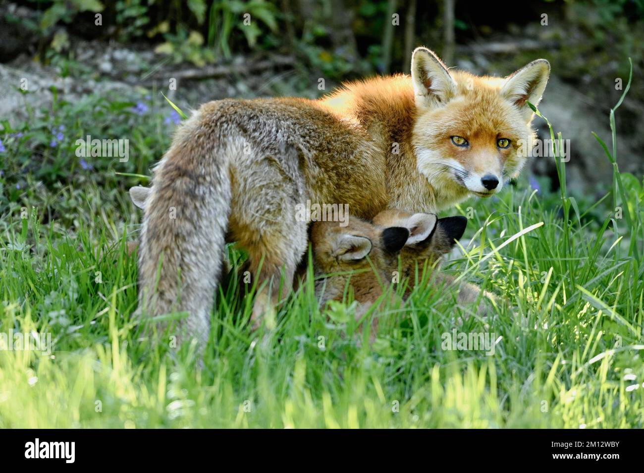 Two red fox (Vulpes vulpes), sucking mother's milk from the fawn ...