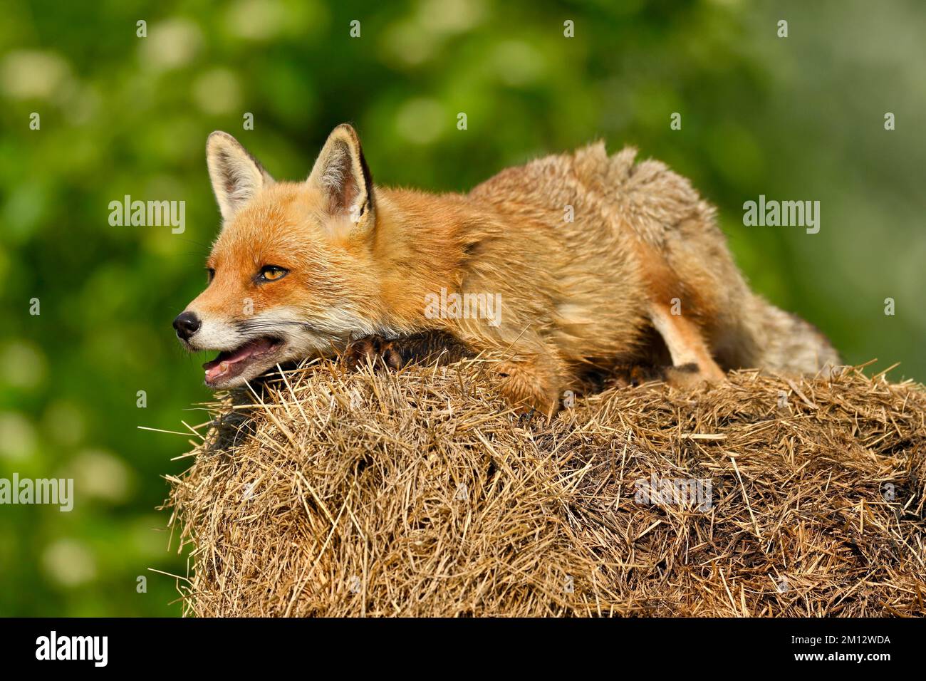 Red fox (Vulpes vulpes), fawn sitting on pile of straw, captive, Switzerland, Europe Stock Photo ...