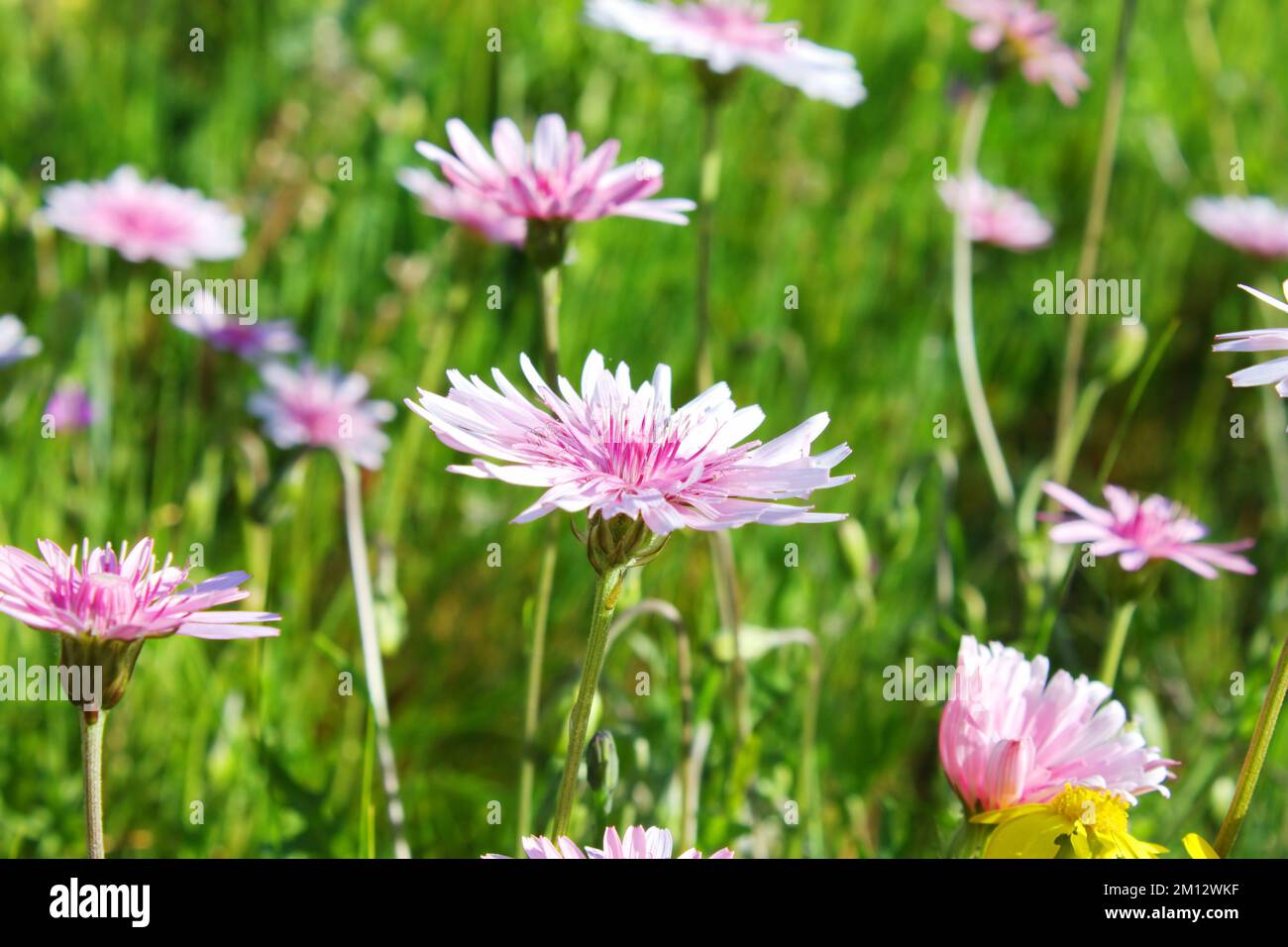Wild flowers in the field of Greece Stock Photo - Alamy