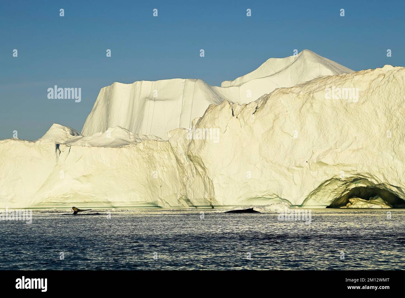 Two humpback whales (Megaptera novaeangliae) in front of giant icebergs ...