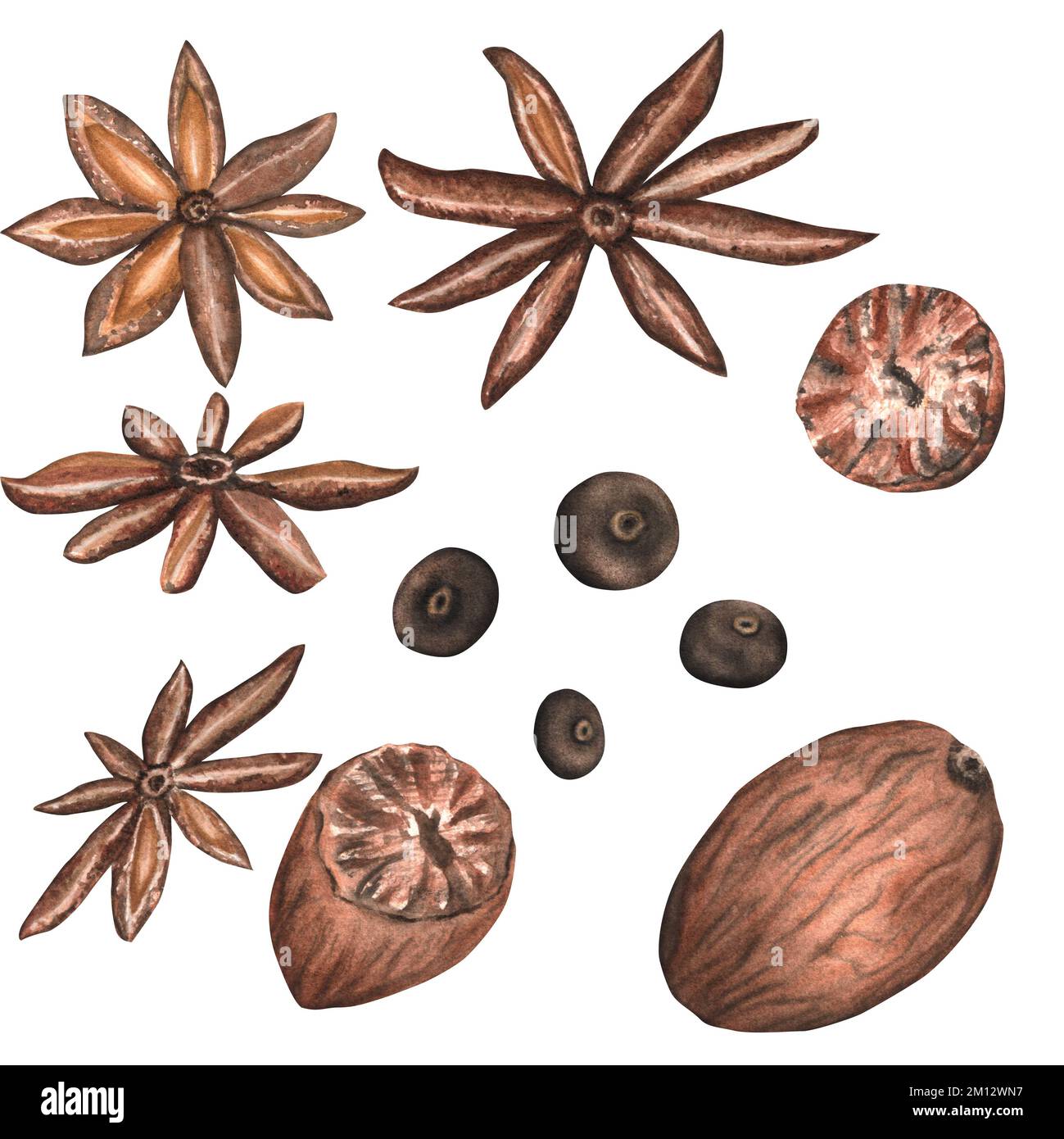 Hand-drawn nutmeg and anise. A part of the watercolor set with spices ...