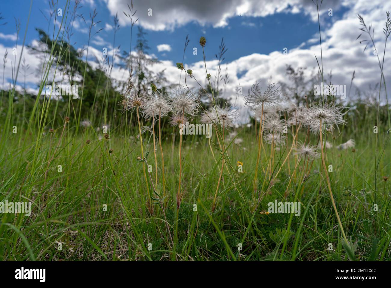 Juniper Heath Nature Reserve Münnerstadt, Lower Franconia, Bavaria ...