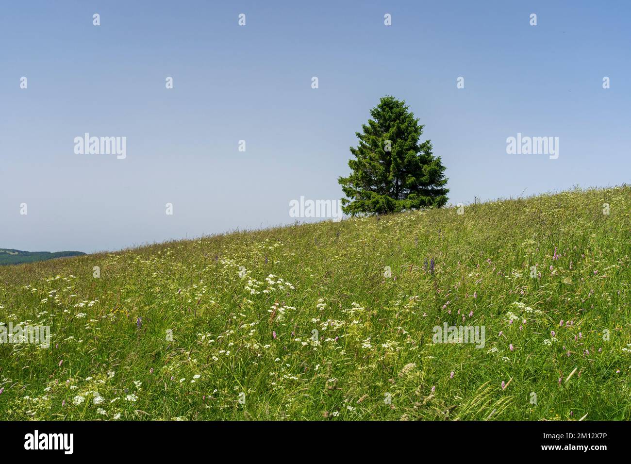 The Lange Rhön Nature Reserve in the core zone of the Rhön Biosphere ...