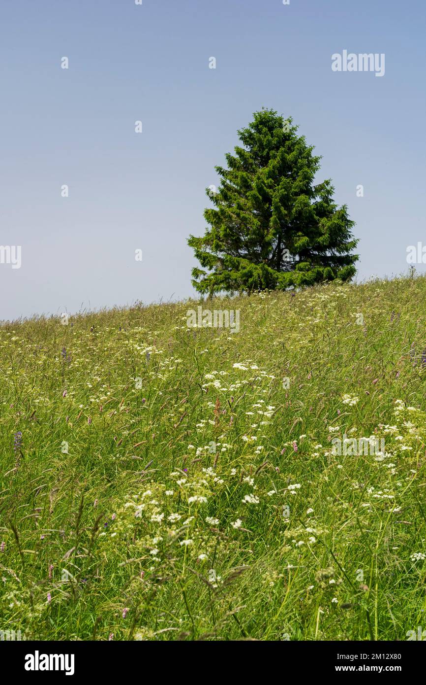 The Lange Rhön Nature Reserve in the core zone of the Rhön Biosphere ...