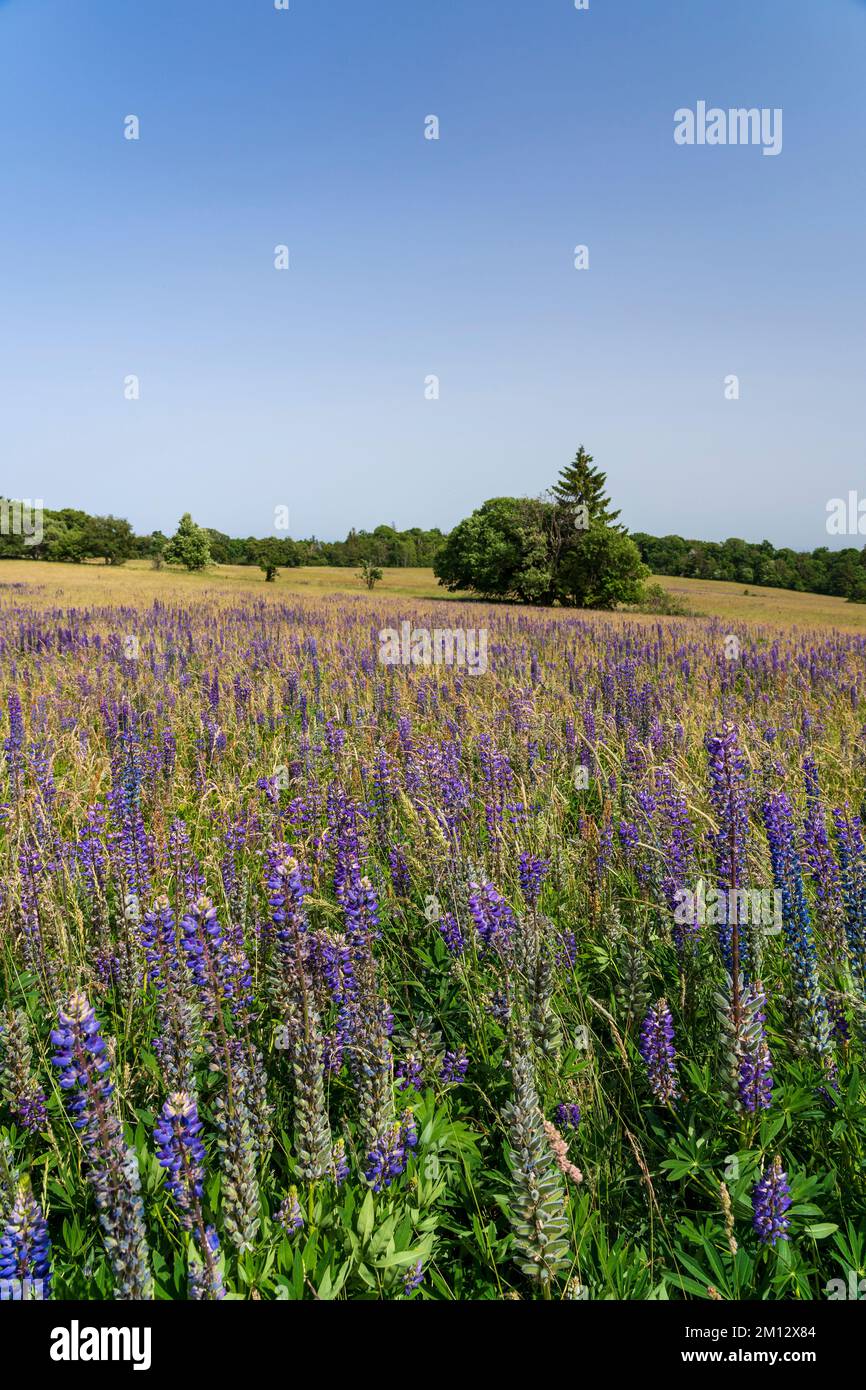 The Lange Rhön Nature Reserve in the core zone of the Rhön Biosphere ...