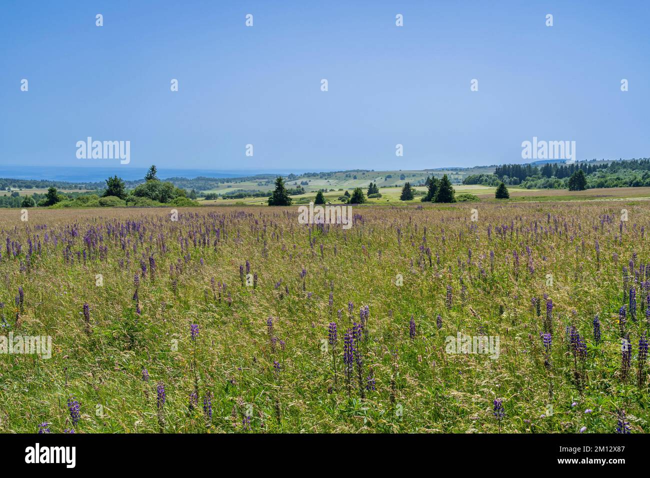 The Lange Rhön Nature Reserve in the core zone of the Rhön Biosphere ...