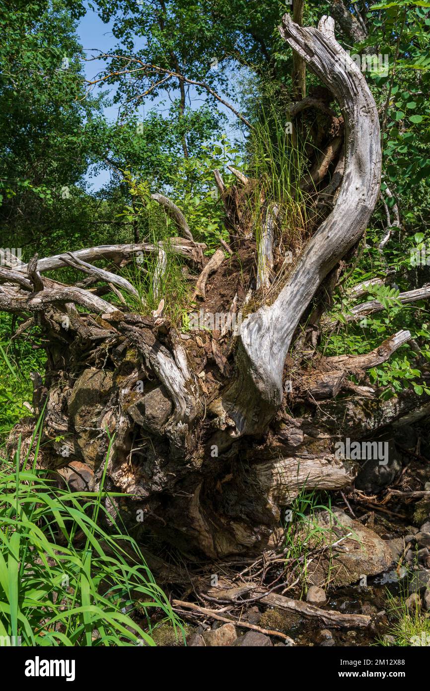 The Lange Rhön Nature Reserve in the core zone of the Rhön Biosphere ...