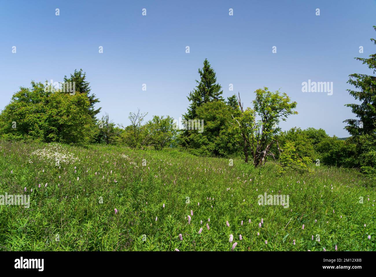 The Lange Rhön Nature Reserve in the core zone of the Rhön Biosphere ...