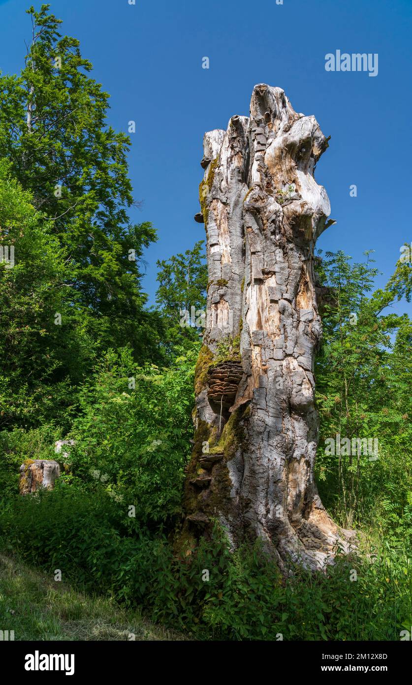 The Lange Rhön Nature Reserve in the core zone of the Rhön Biosphere ...
