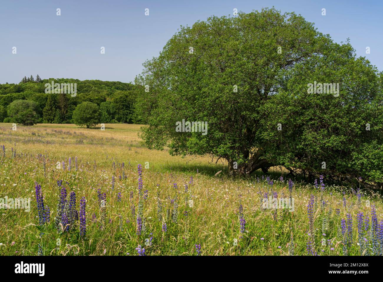 The Lange Rhön Nature Reserve in the core zone of the Rhön Biosphere ...