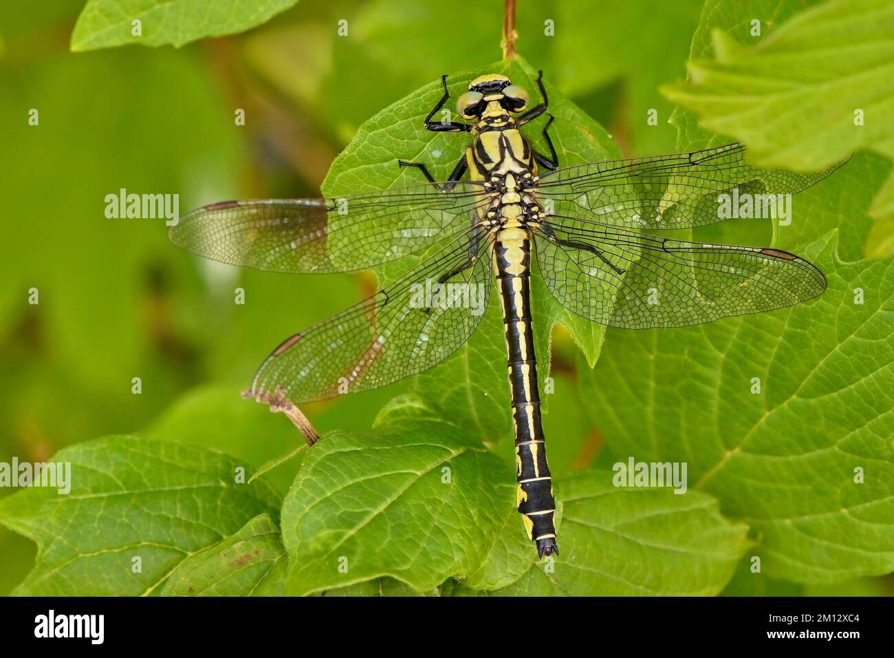 Club tail hi-res stock photography and images - Alamy