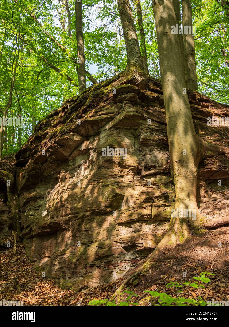 Old hollow way with rock passage near Unfinden in the nature reserve ...