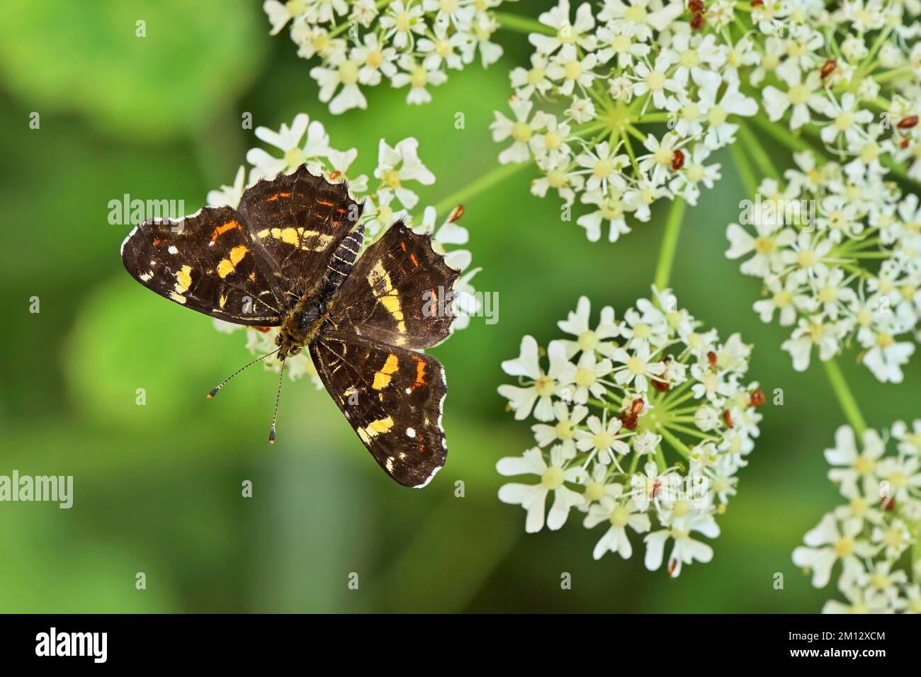 Map butterfly (Araschnia levana), summer generation, sitting on chervil ...