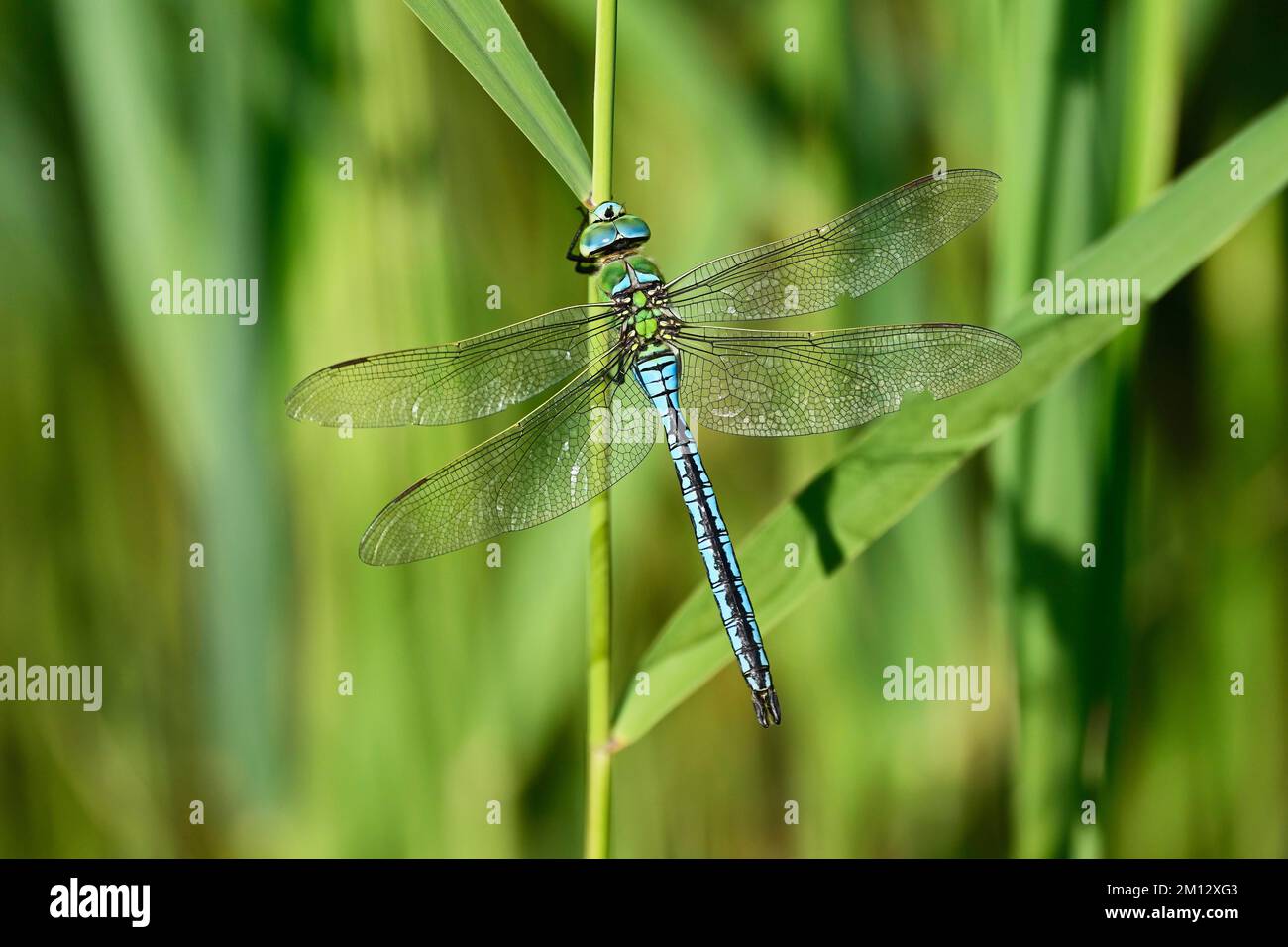Emperor dragonfly (Anax imperator), male, flown, Switzerland, Europe ...