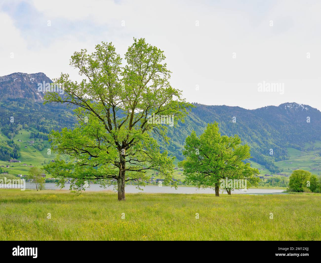 First shoots on deciduous tree hi-res stock photography and images - Alamy