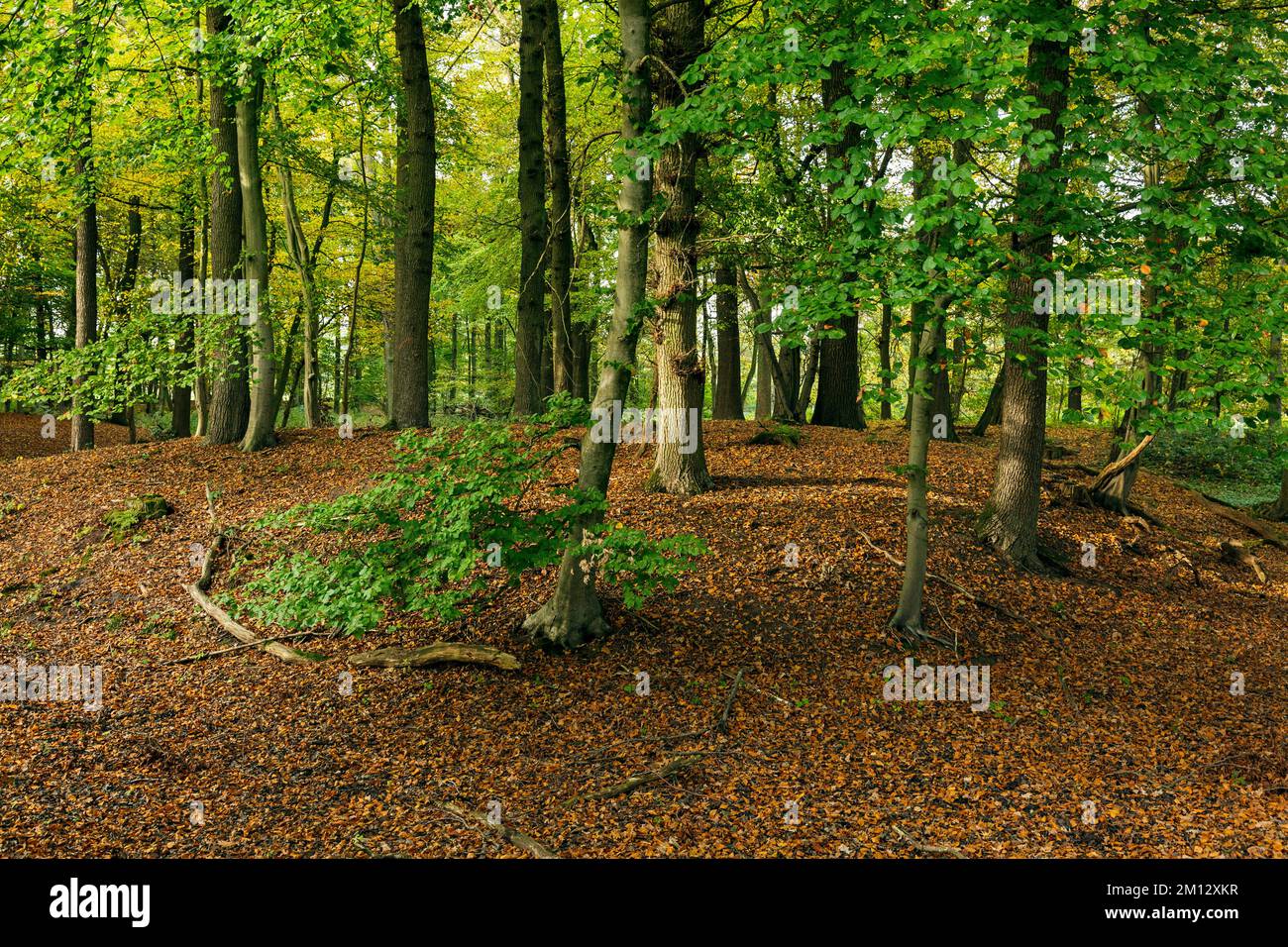 The sunken castle brockhusen hi-res stock photography and images - Alamy