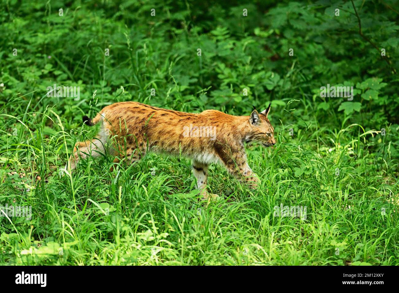 Eurasian lynx (Lynx lynx) or northern lynx, young roaming through the ...