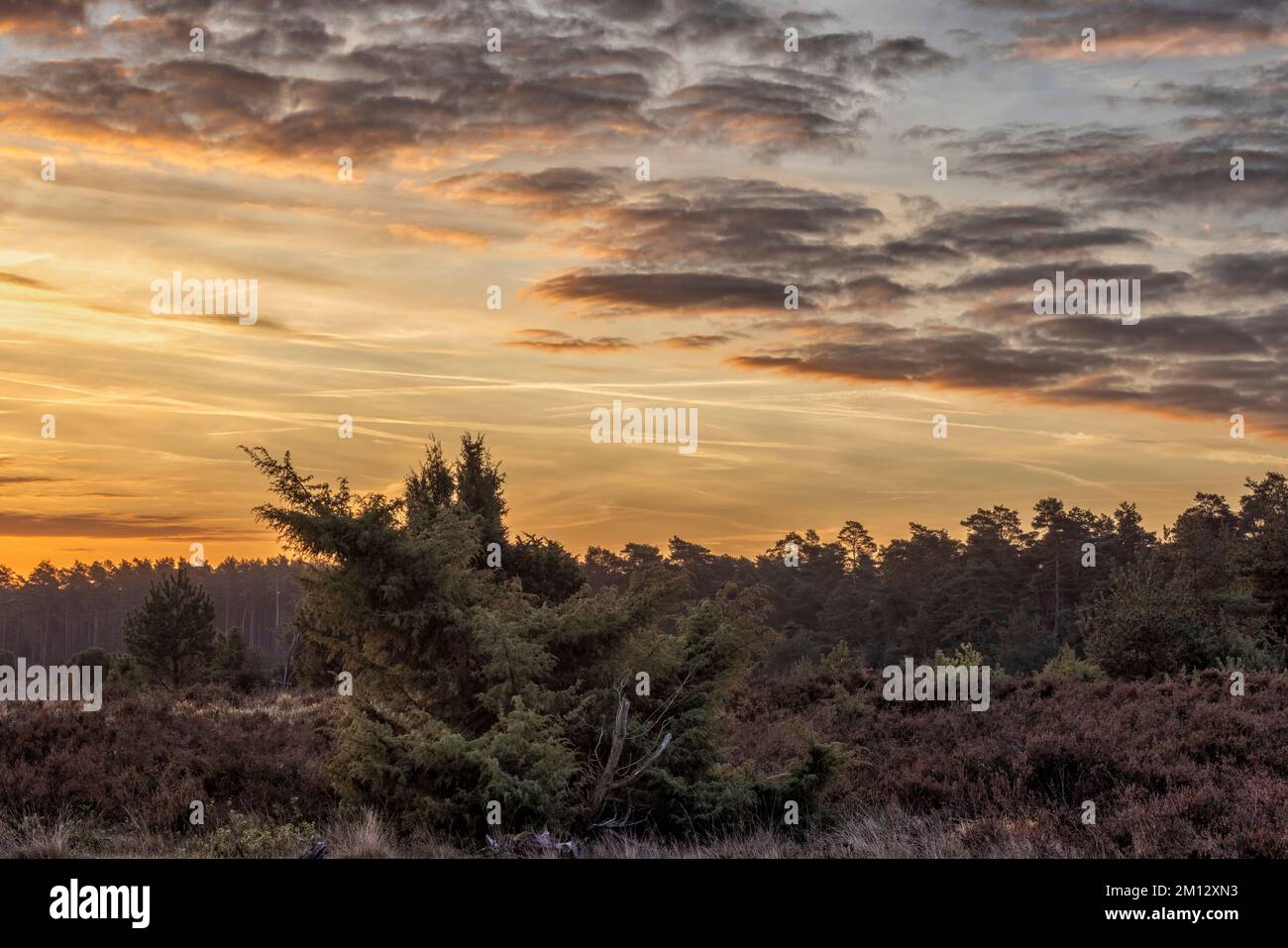 Sunrise atmosphere in luneburg heath nature reserve in autumn hi-res ...