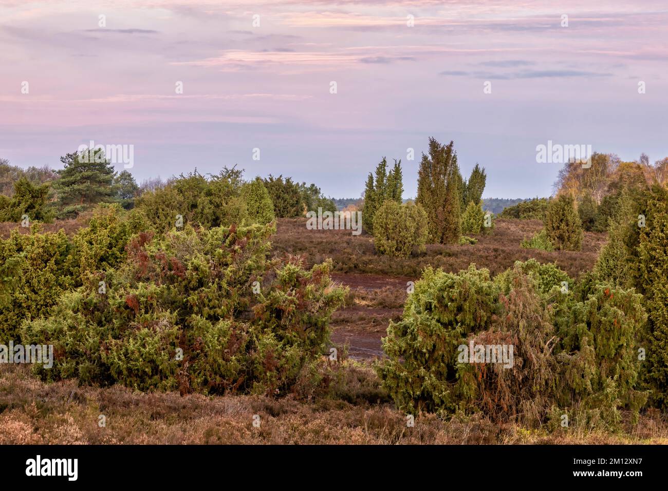 Sunrise atmosphere in luneburg heath nature reserve in autumn hi-res ...