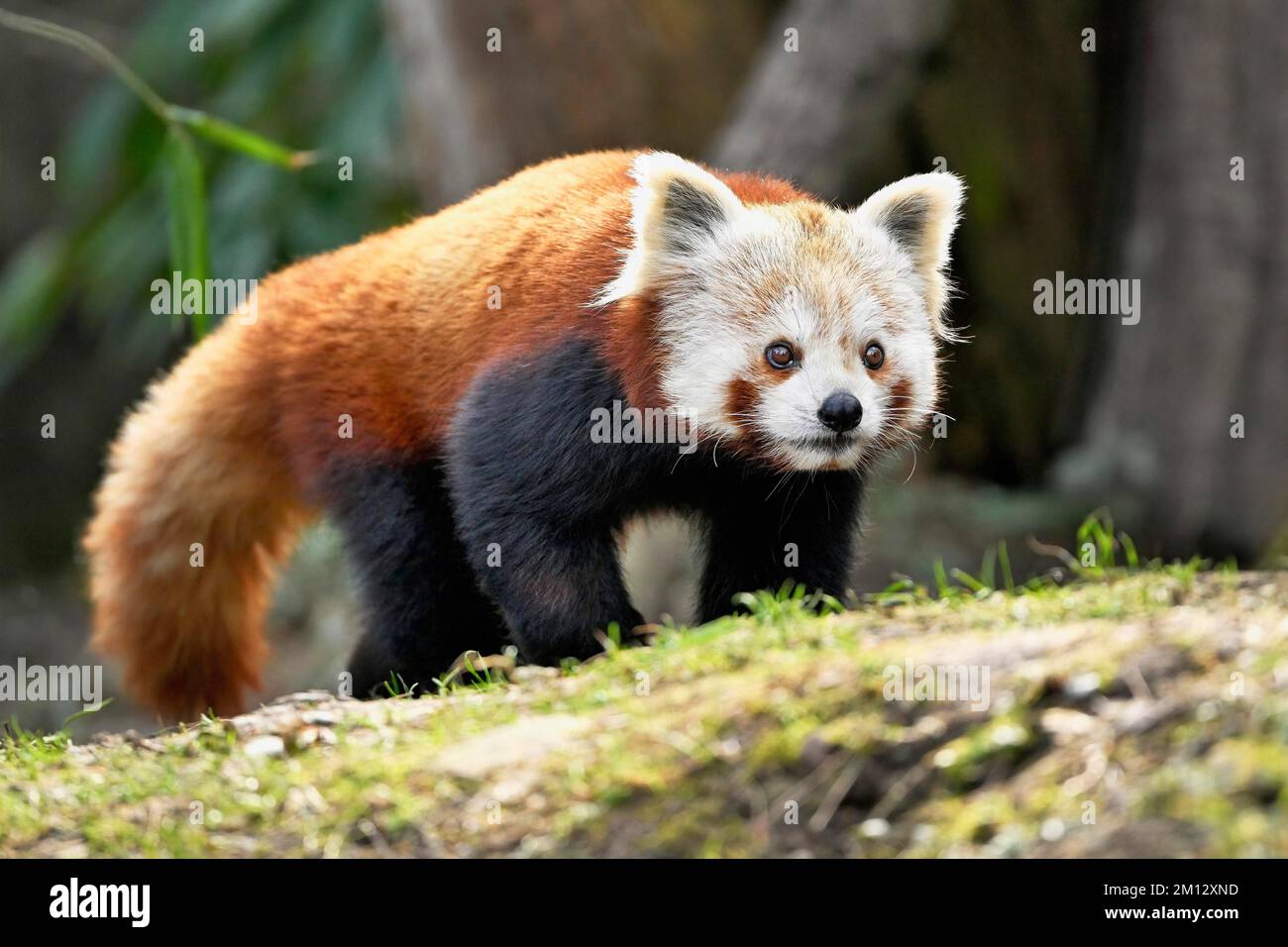 Red panda (Ailurus fulgens), captive, Switzerland, Europe Stock Photo ...