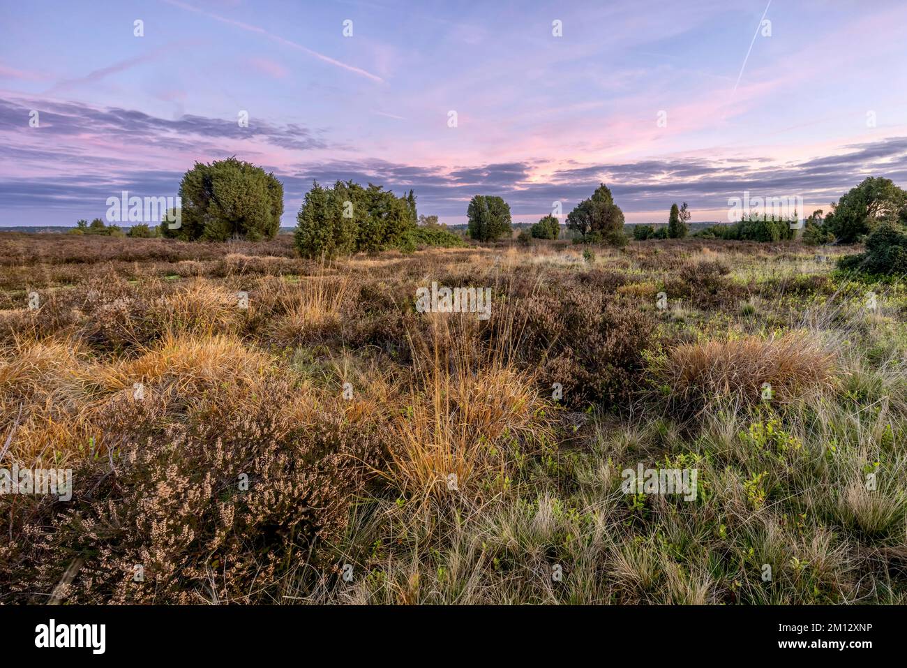 Sunrise atmosphere in Lüneburg Heath nature reserve in autumn Stock ...