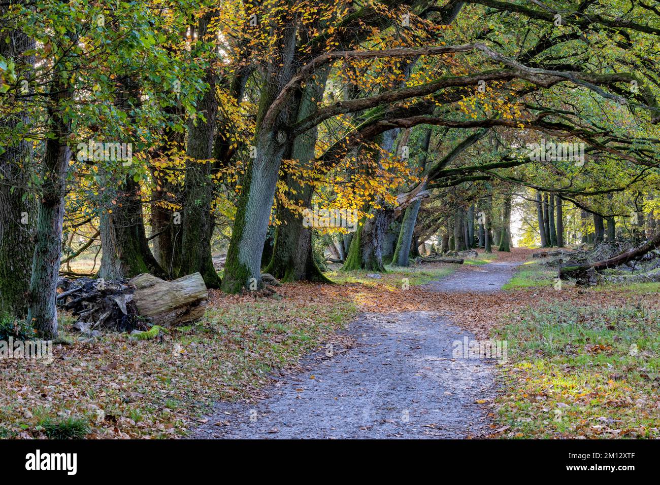 The path to the bottom of the dead along old oaks in autumn colors ...