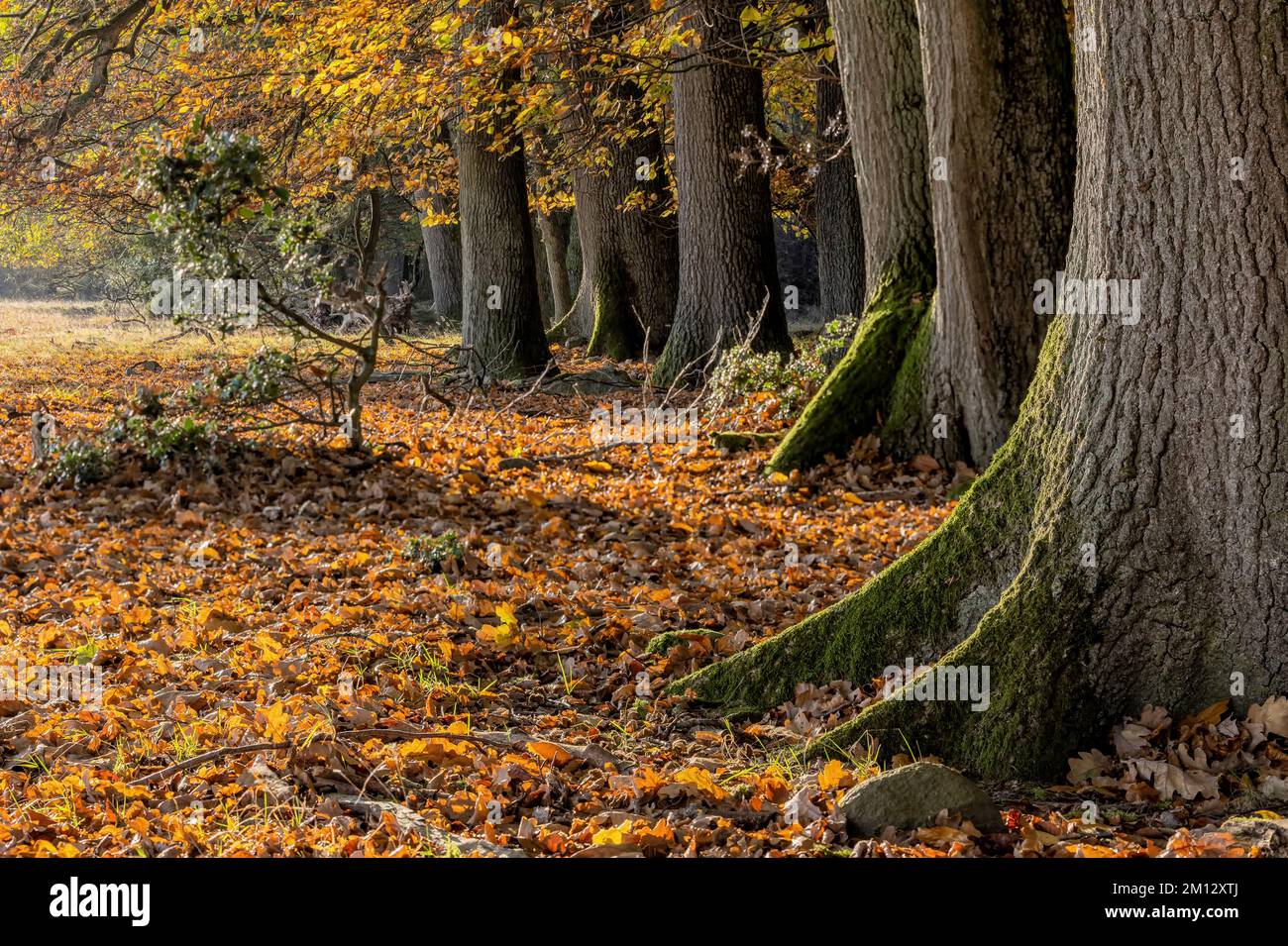 The path to the bottom of the dead along old oaks in autumn colors ...