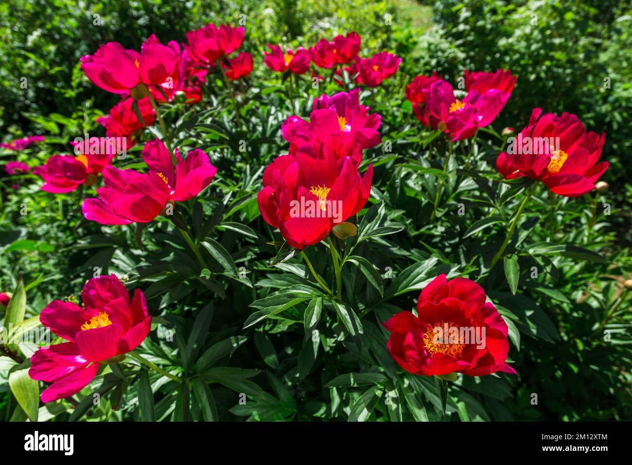 Herbaceous Peonies Scarlet O Hara in flowers Stock Photo - Alamy