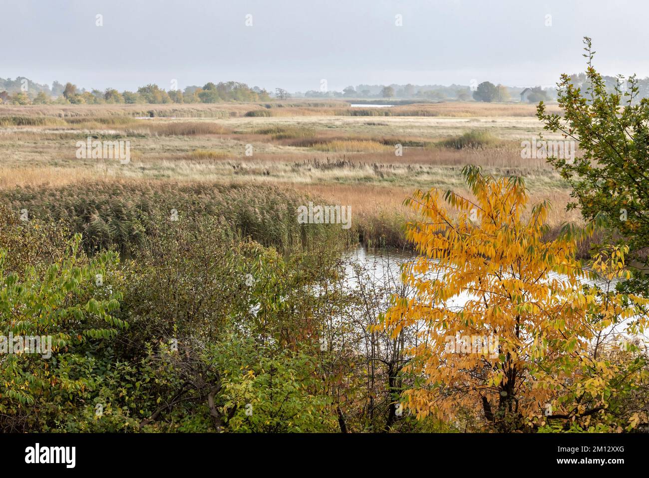 View of the landscape near on the peninsula fischland darss zingst hi ...