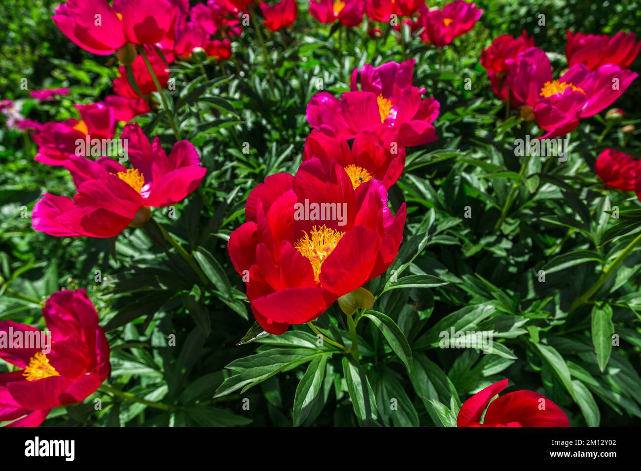 Peony scarlet o hara hi-res stock photography and images - Alamy