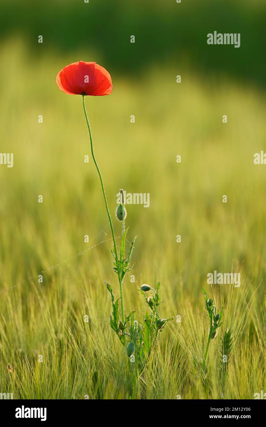 Poppy flowers (Papaver rhoeas), flowering in a wheat field, Canton Zug ...