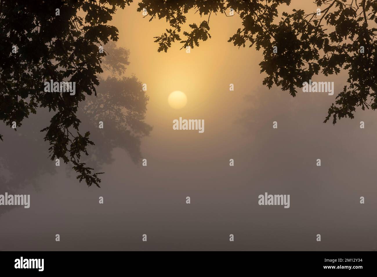 Diffuse lighting hi-res stock photography and images - Alamy