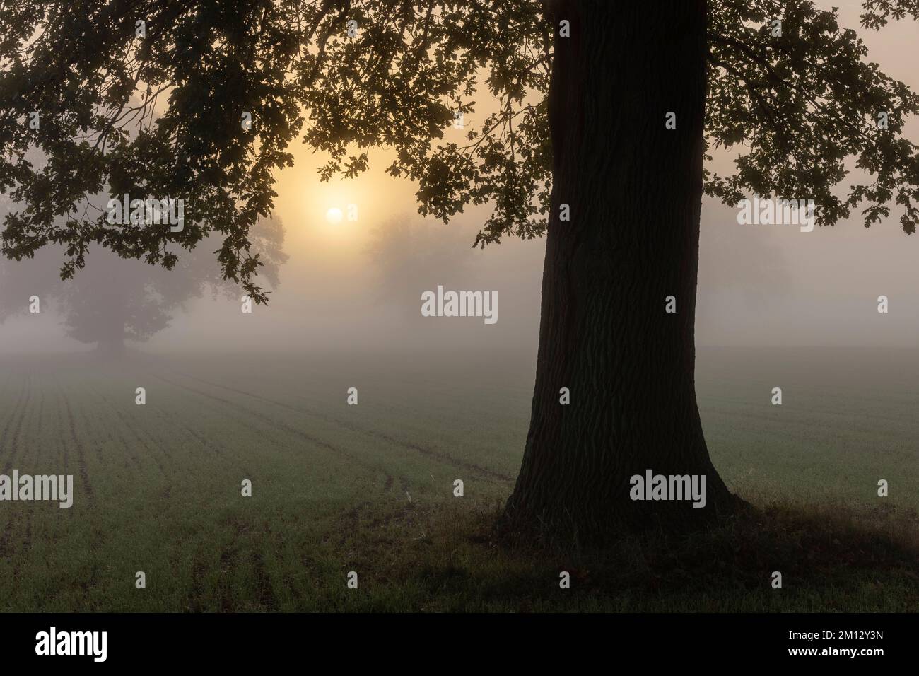 Diffuse lighting hi-res stock photography and images - Alamy