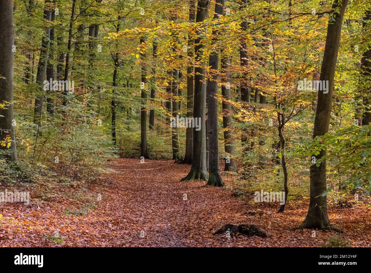 In the beautiful beech forest in autumn in Wilschenbruch near Lüneburg ...