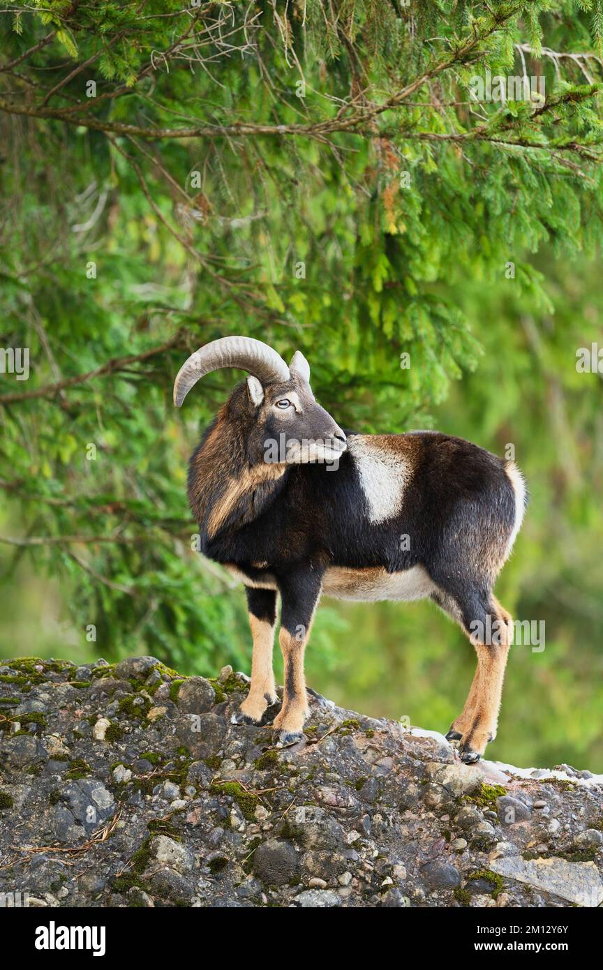 European mouflon (Ovis aries musimon), male, captive, Switzerland ...