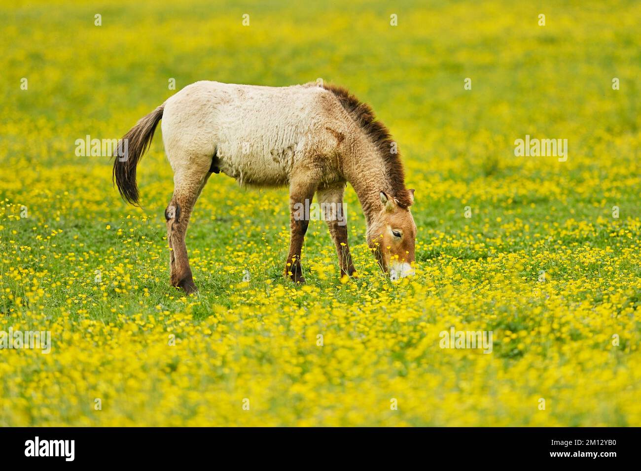 Przewalski's horse (Equus ferus przewalskii), young animal in a field ...