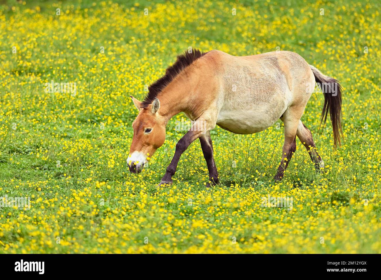 Przewalski's horse (Equus ferus przewalskii), mare on field of ...