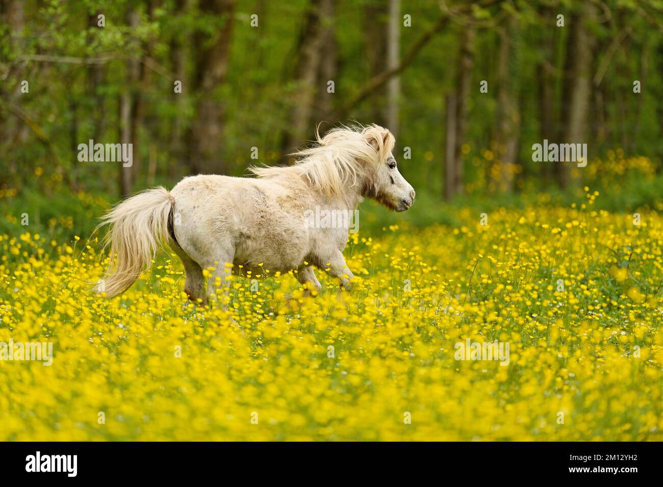 Grey horse galloping hi-res stock photography and images - Alamy