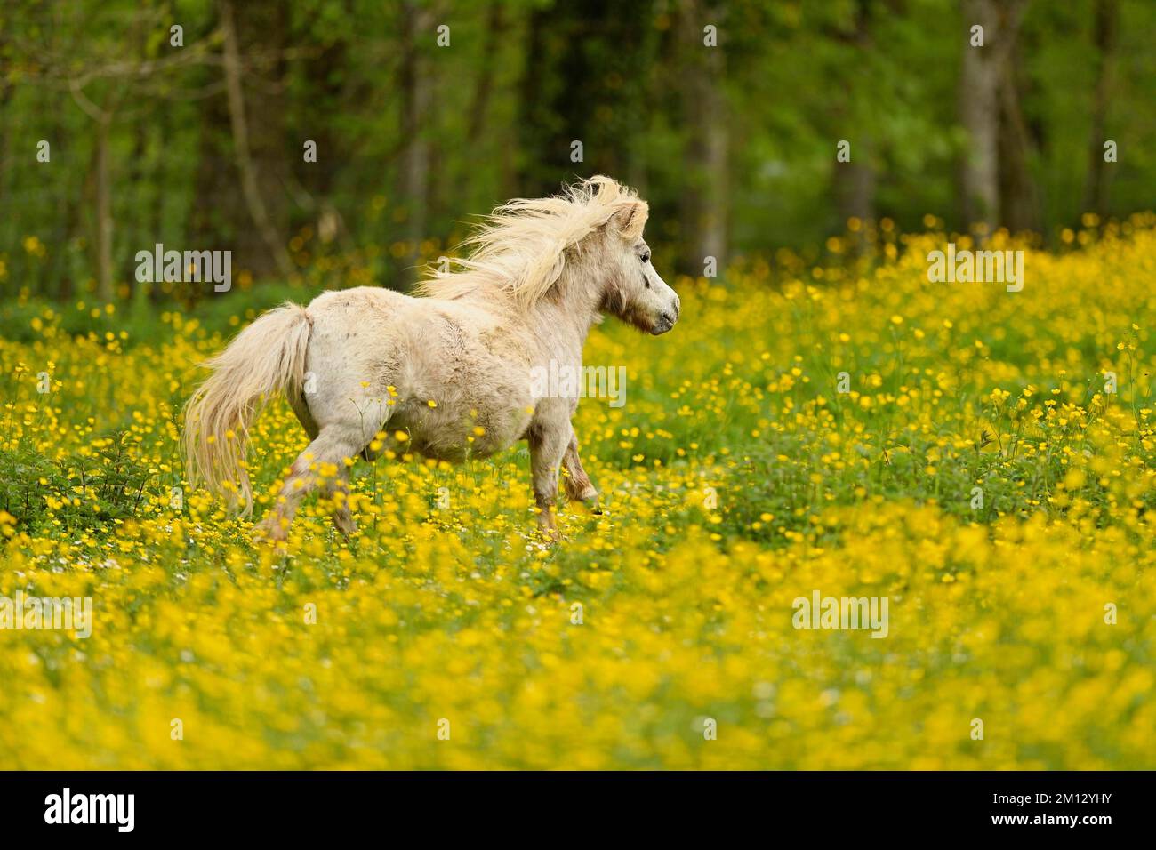 Icelandic horse (Equus islandicus), grey horse galloping on field of ...