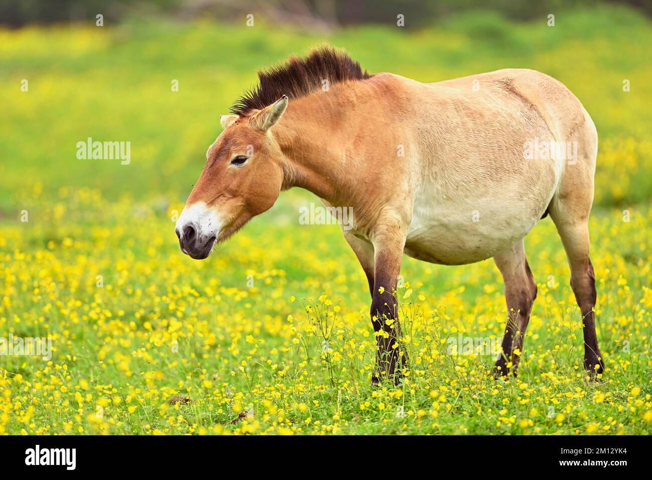 Przewalski’s horse running hi-res stock photography and images - Alamy