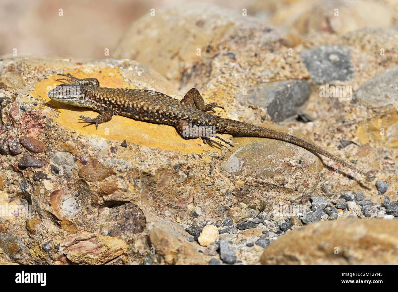 Iberolacerta europe hi-res stock photography and images - Alamy