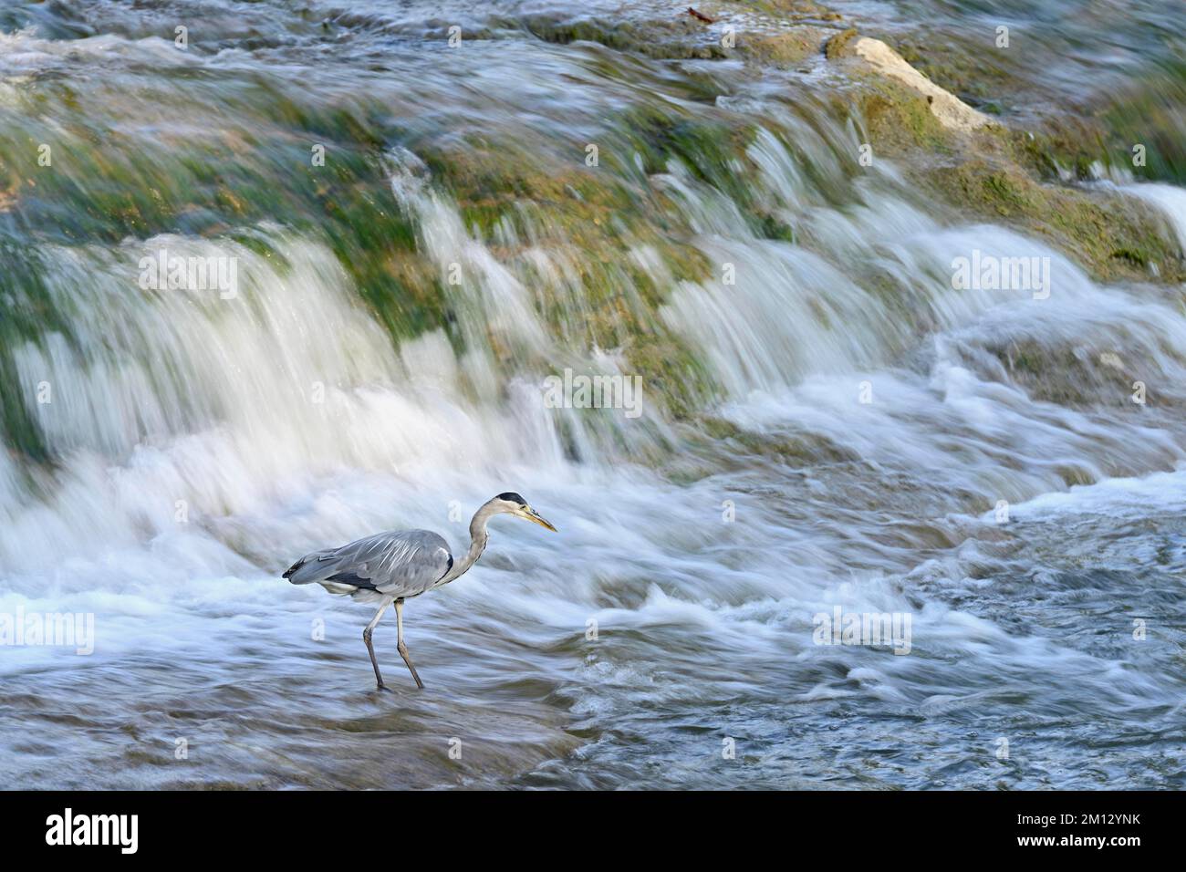 Grey heron (Ardea cinerea), standing in waterfall, Switzerland, Europe ...