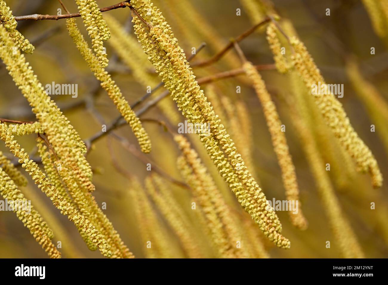 Common hazel (Corylus avellana), hazel bush, male flowers or flower ...