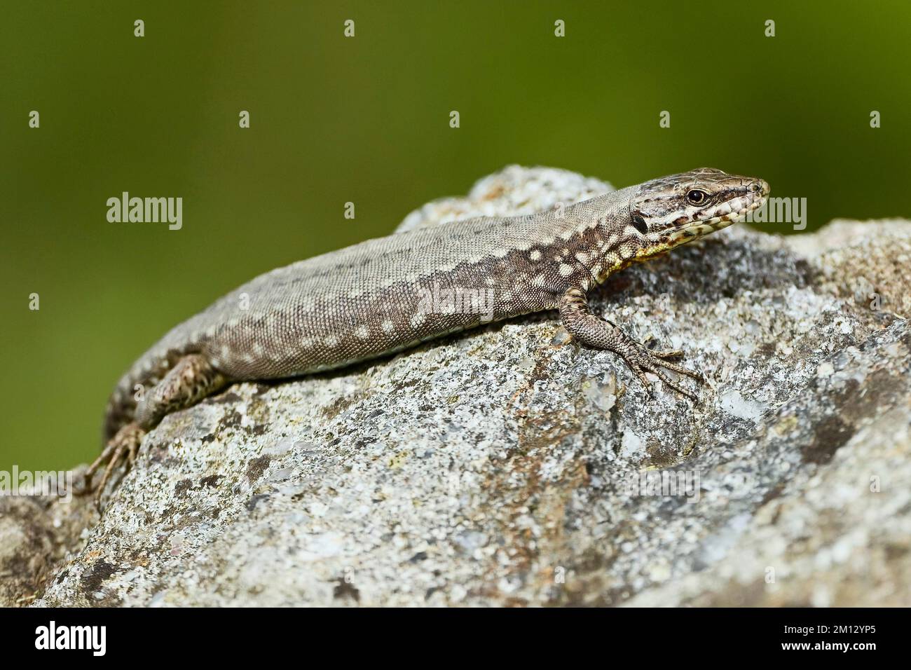 Common wall lizard (Podarcis muralis), Switzerland, Europe Stock Photo ...