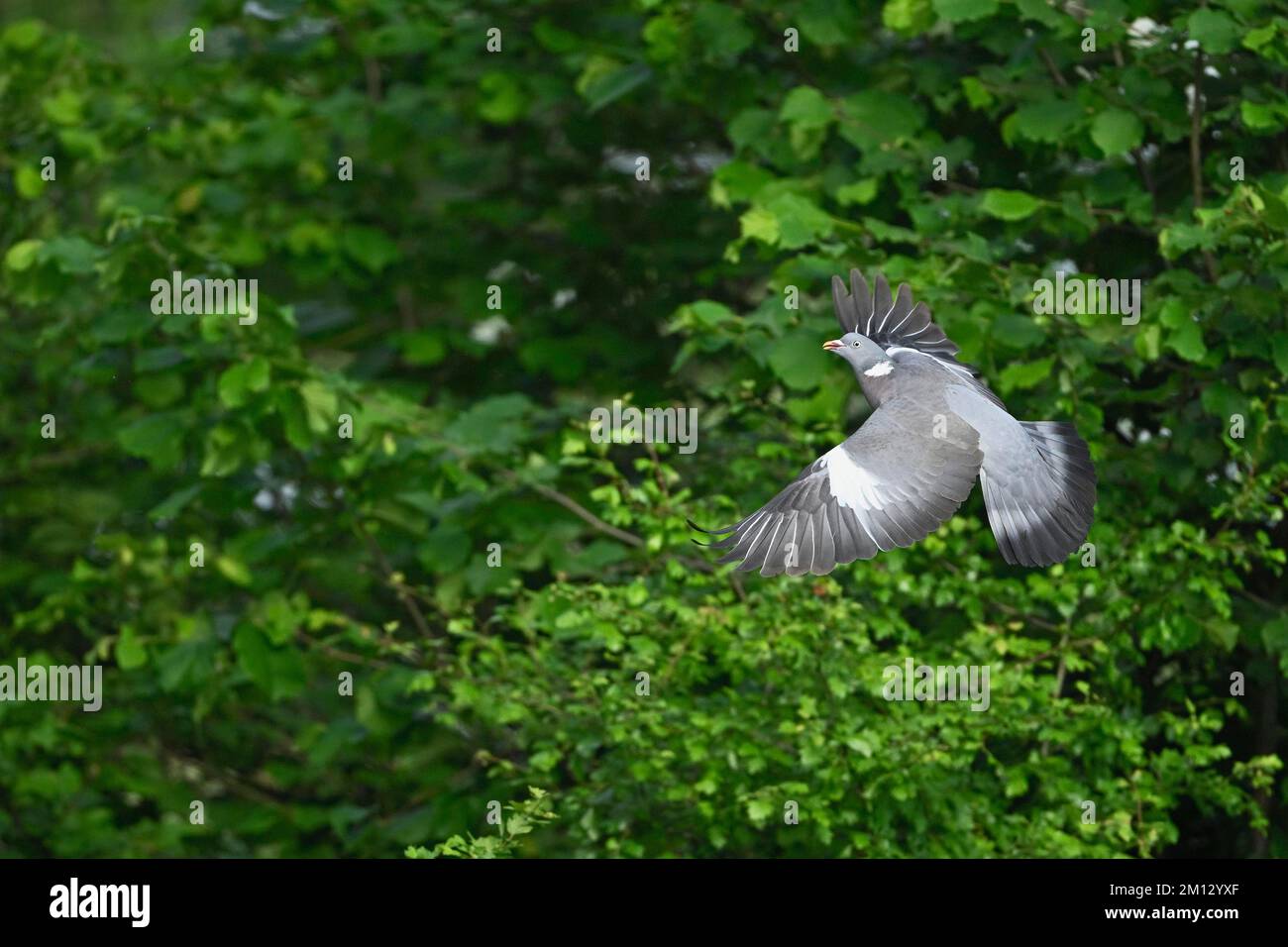 Common wood pigeon (columba palumbus), in flight, Switzerland, Europe ...