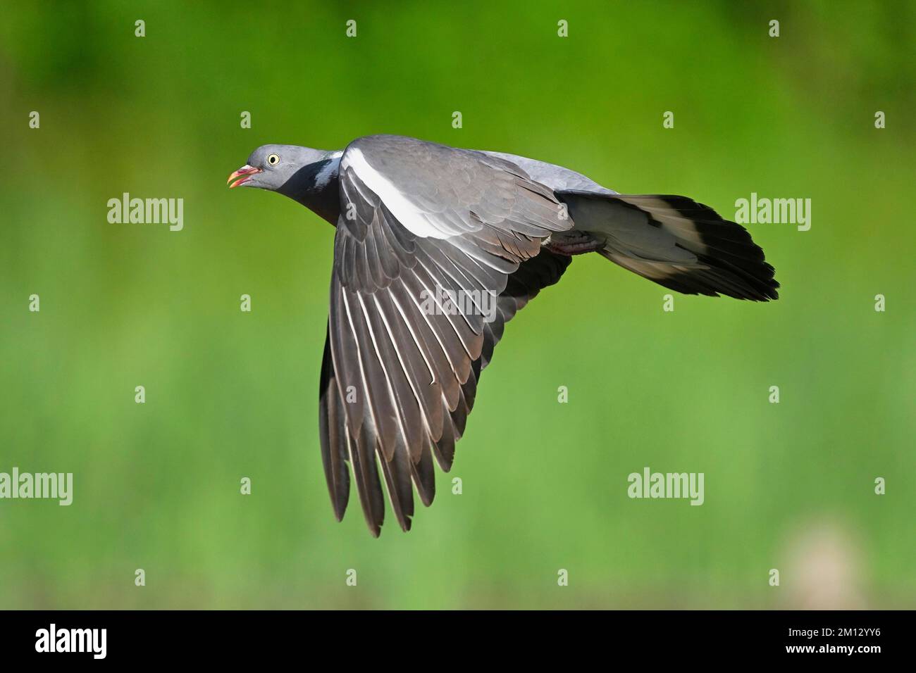Common wood pigeon (columba palumbus), in flight, Switzerland, Europe ...