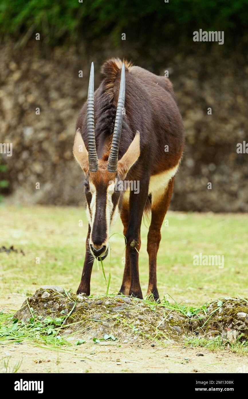 Sable antilope (Hippotragus niger), captive, Switzerland, Europe Stock ...